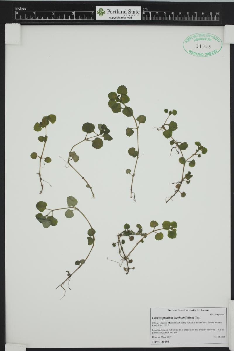 OregonFlora - Occurrence Profile