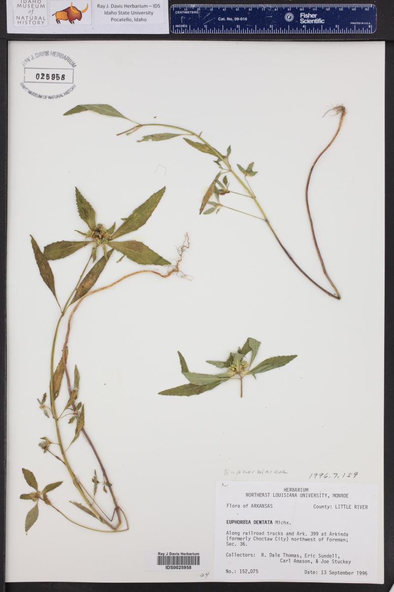 OregonFlora - Occurrence Profile