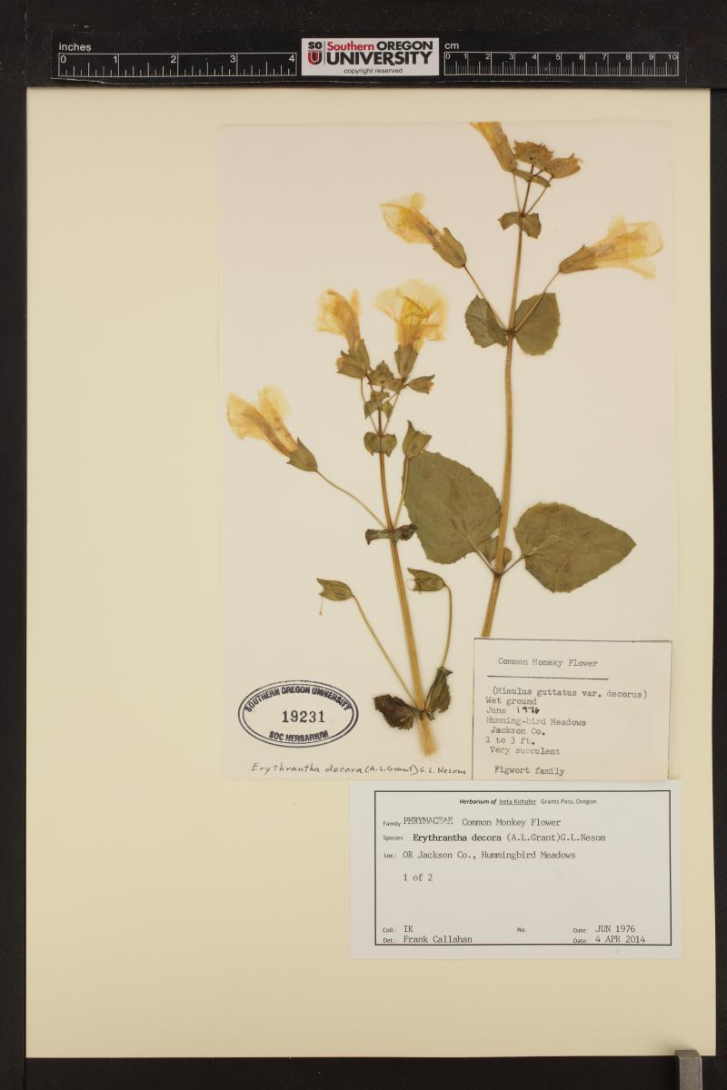 OregonFlora Detailed Collection Record Information
