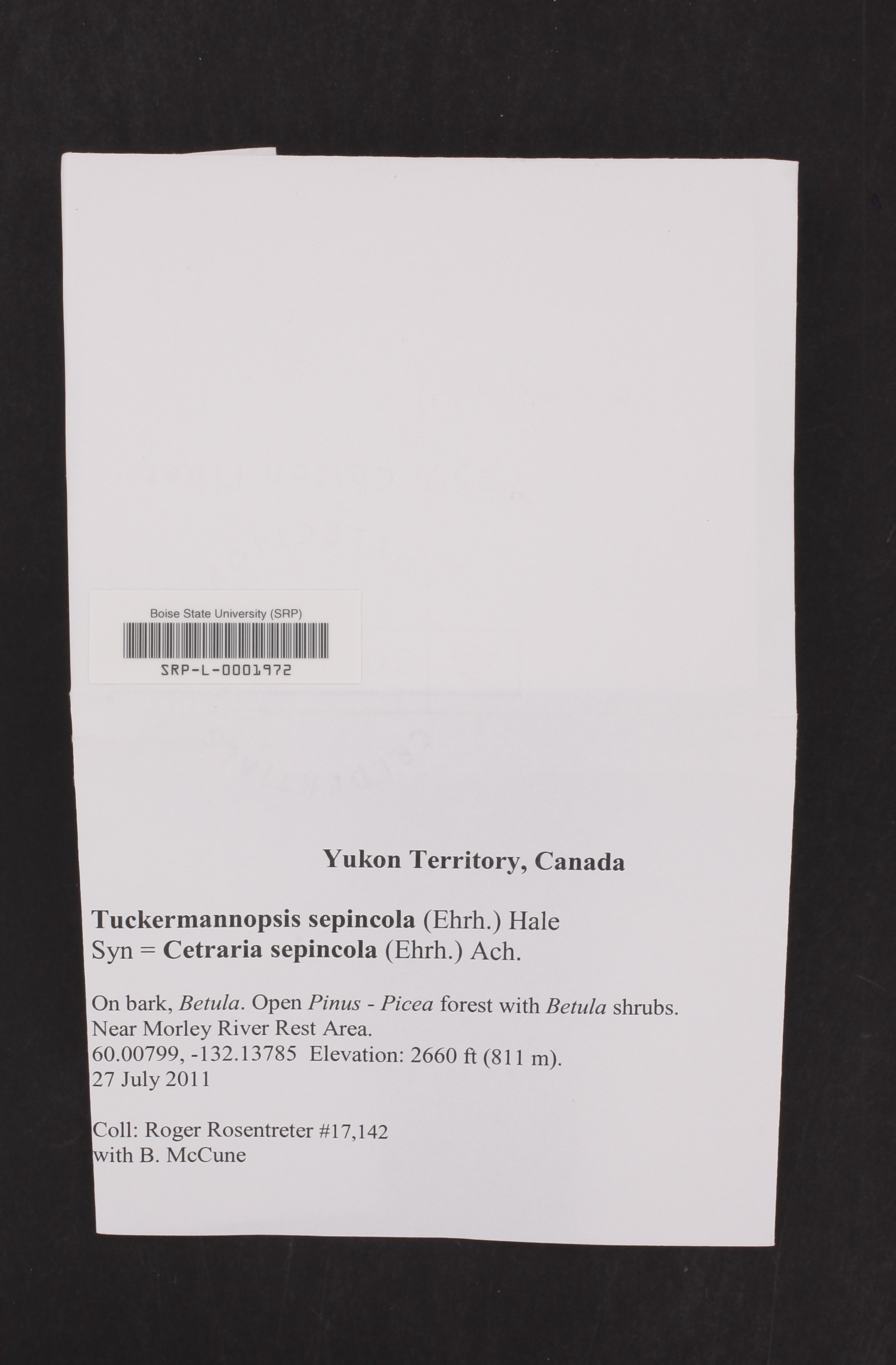 Consortium of Lichen Herbaria - Occurrence Profile