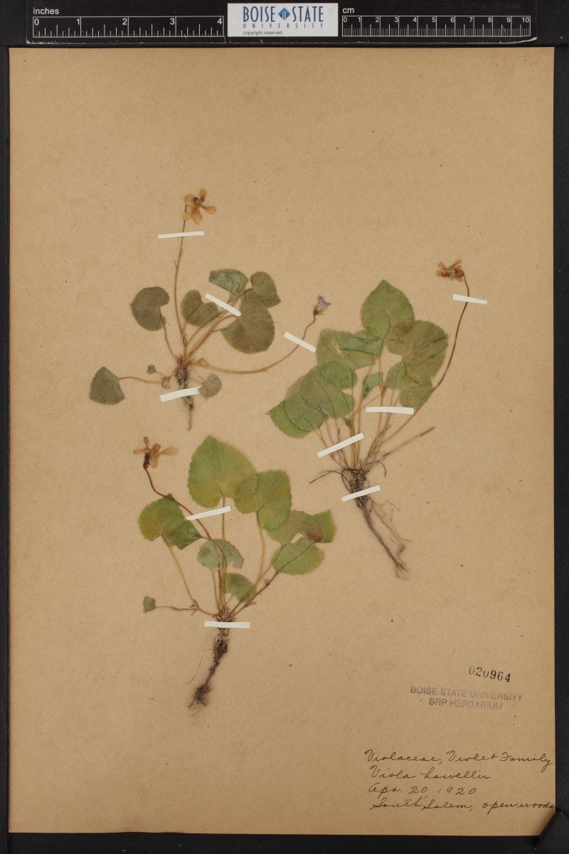 OregonFlora Detailed Collection Record Information